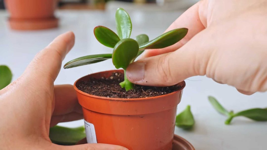 9 Jade Plant Tips I Wish I Knew 5 Years Ago