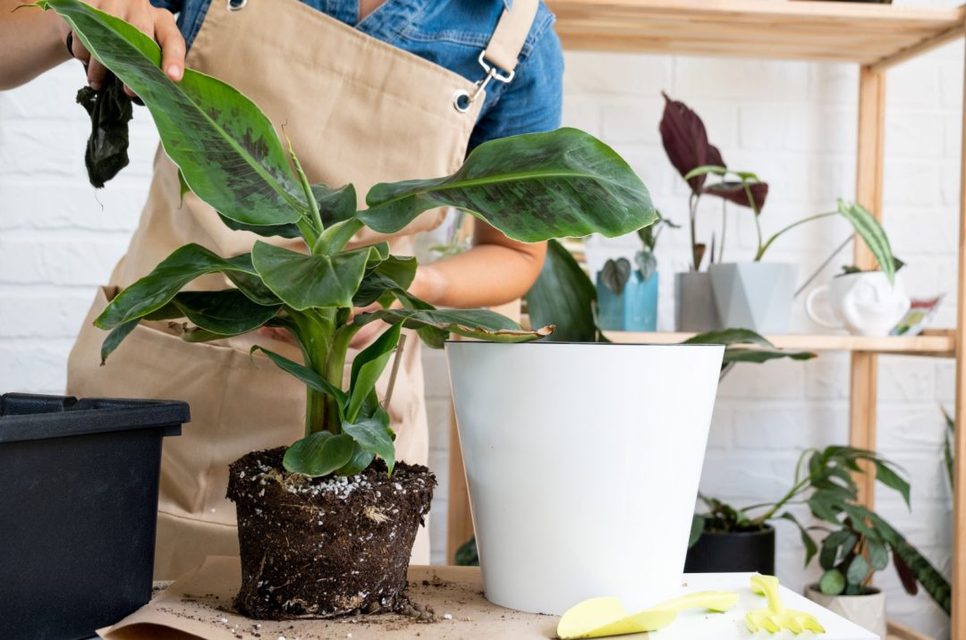 This Repotting Mistake Will Prevent Your Plants From Growing Properly