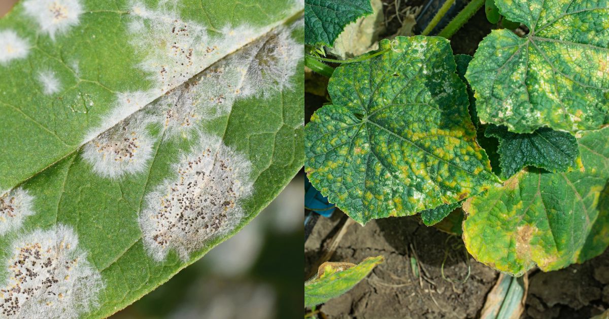 13 Common Garden Fungal Diseases And How To Treat Them