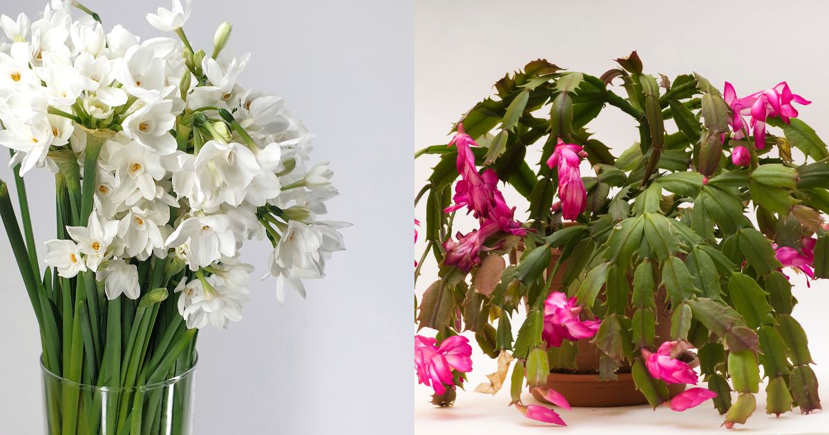5 Best Indoor Winter Flowering Plants