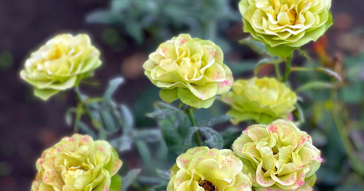 5 Captivating Varieties Of Green Roses