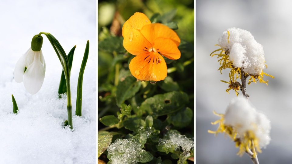 9 Gorgeous Plants That Bloom In January