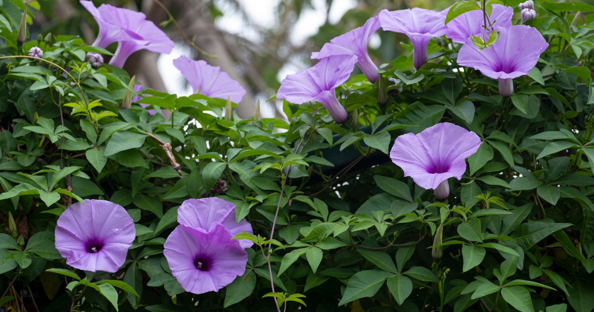 7 Simple Steps To Create A Gorgeous Foliage Border That’ll Wow Your ...