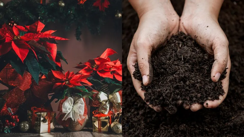 This Kitchen Scrap Will Help Your Poinsettia Thrive Long After Christmas