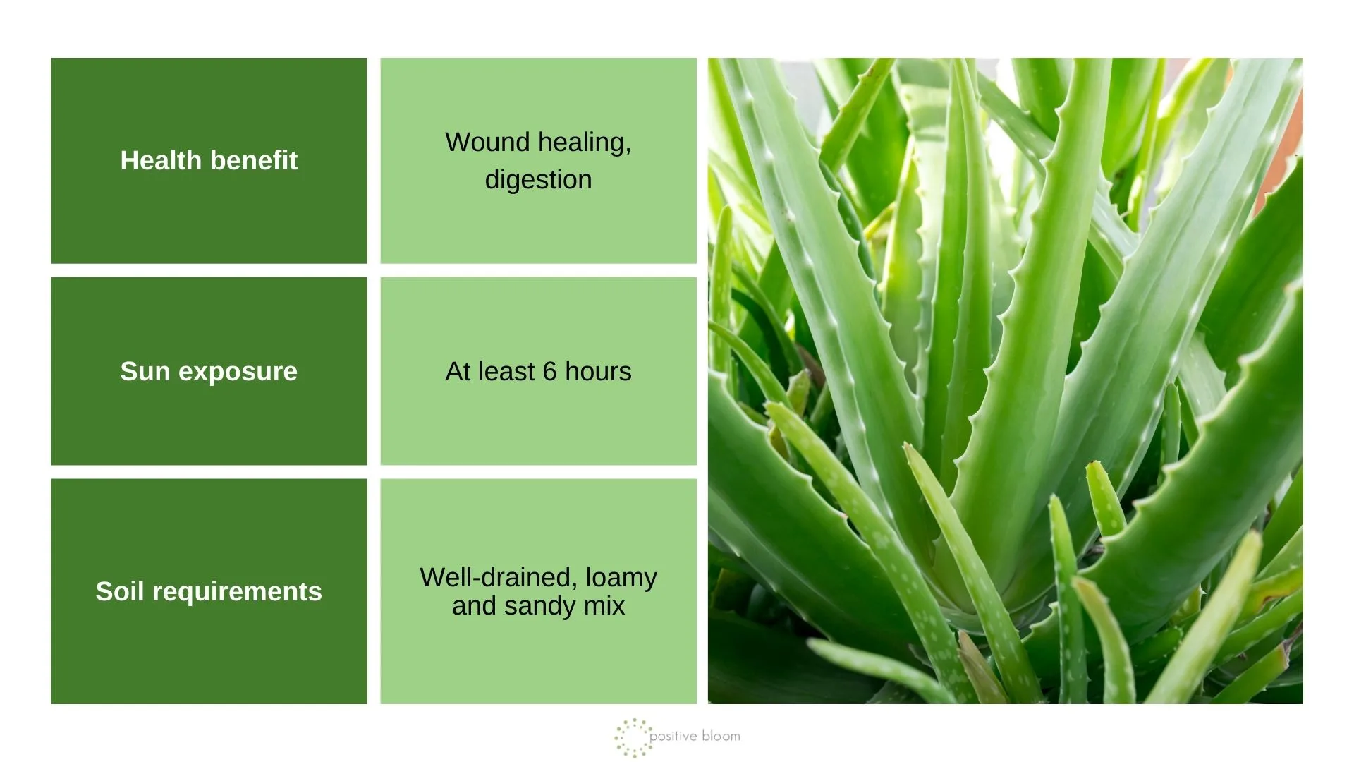10 Healing Plants You Should Add To Your Home