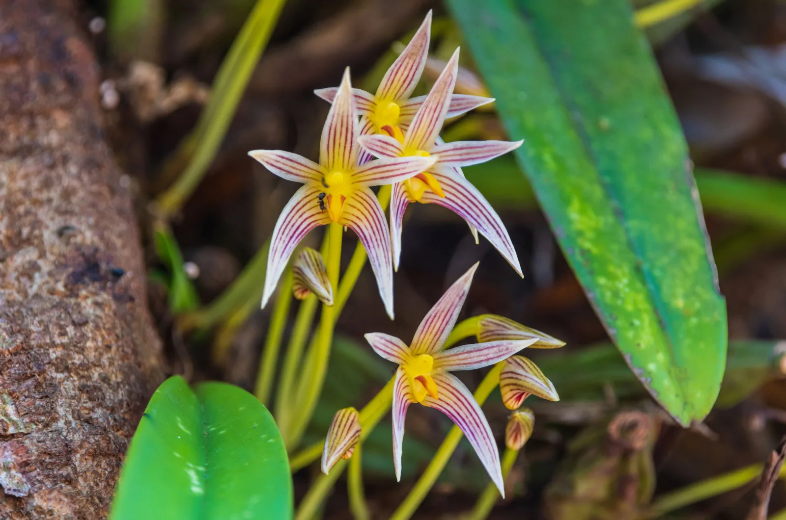 10 Breathtaking Orchids Perfect For Beginners!