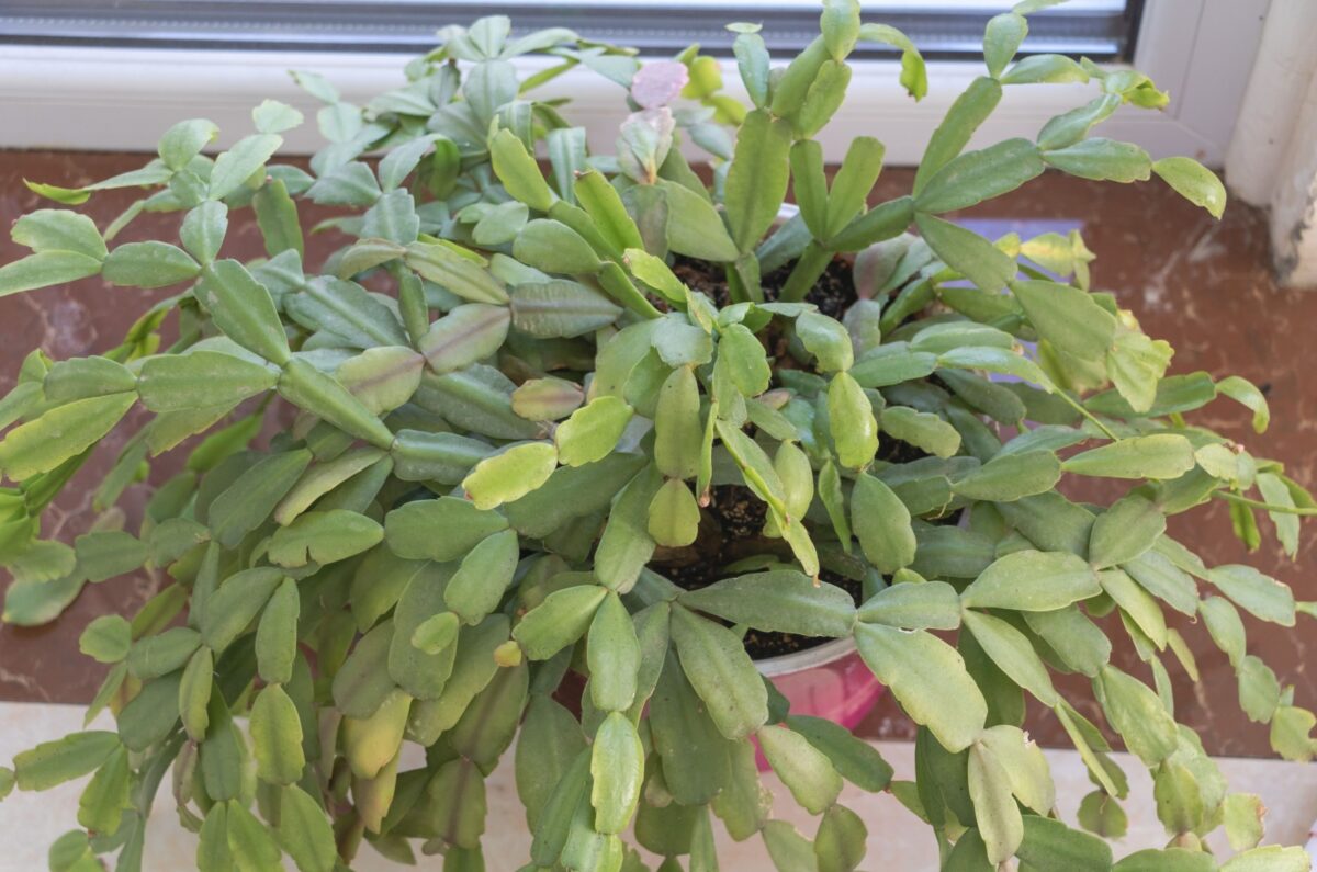 7 Reasons Why The Leaves On Your Christmas Cactus Are Turning Limp And ...