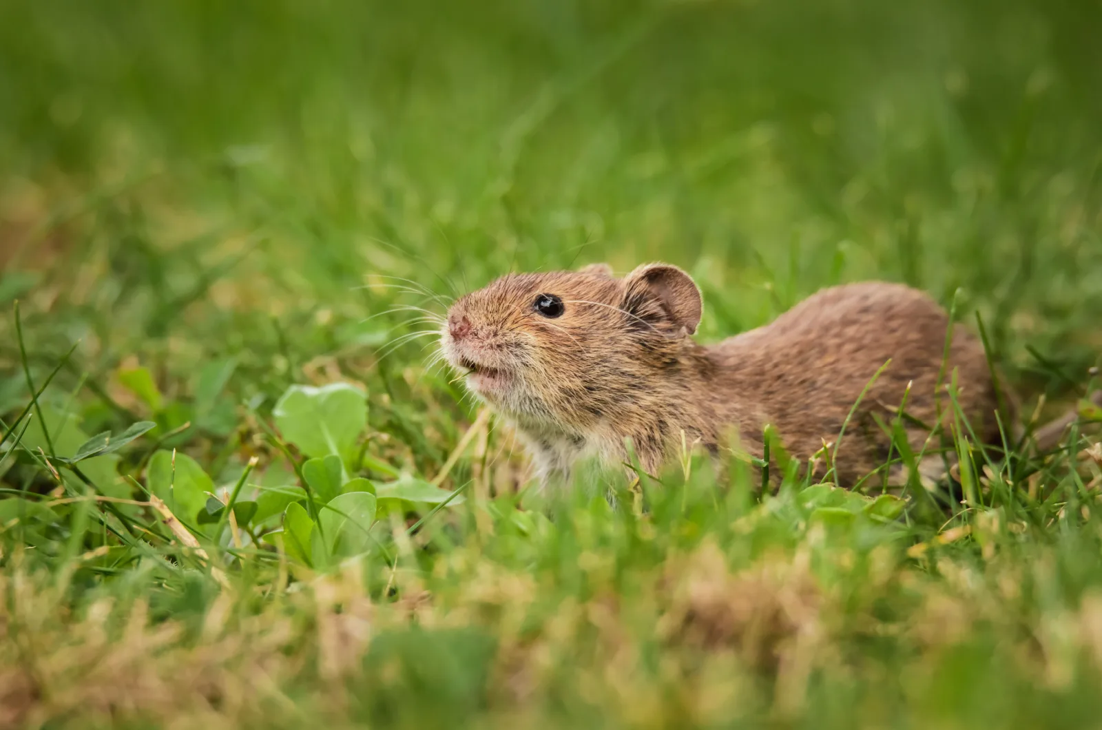 Moles vs Voles: How To Tell These Garden Pests Apart