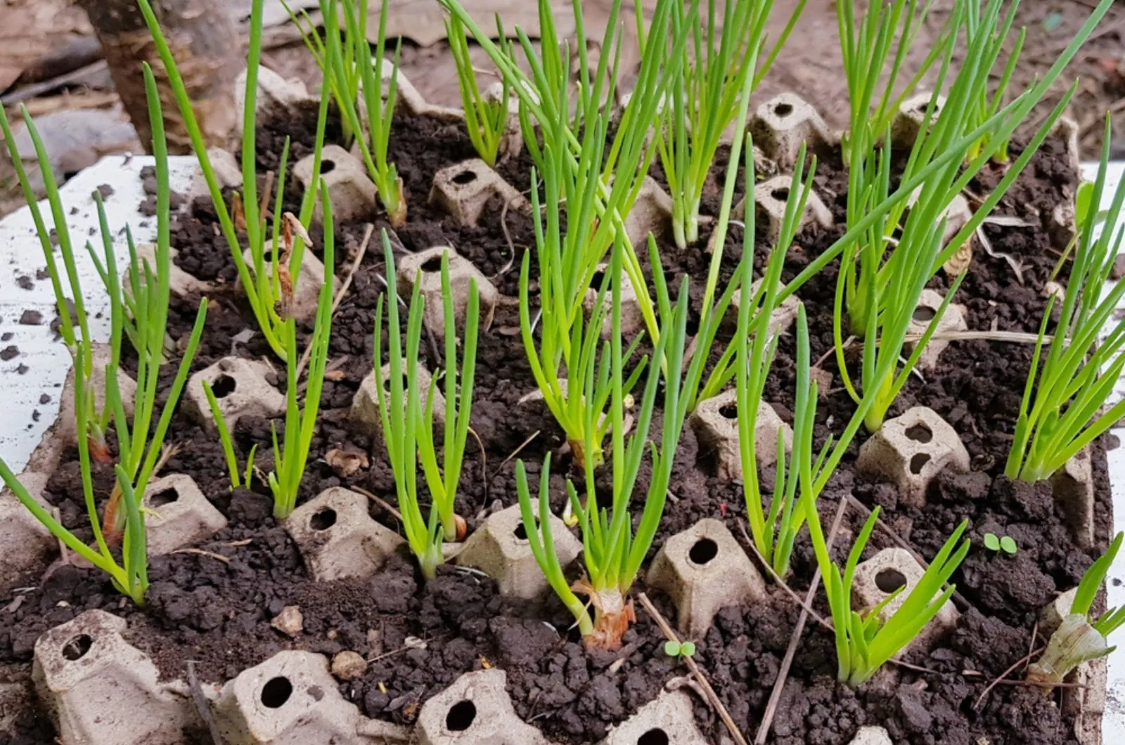 How To Grow Shallots From Sets And Seeds