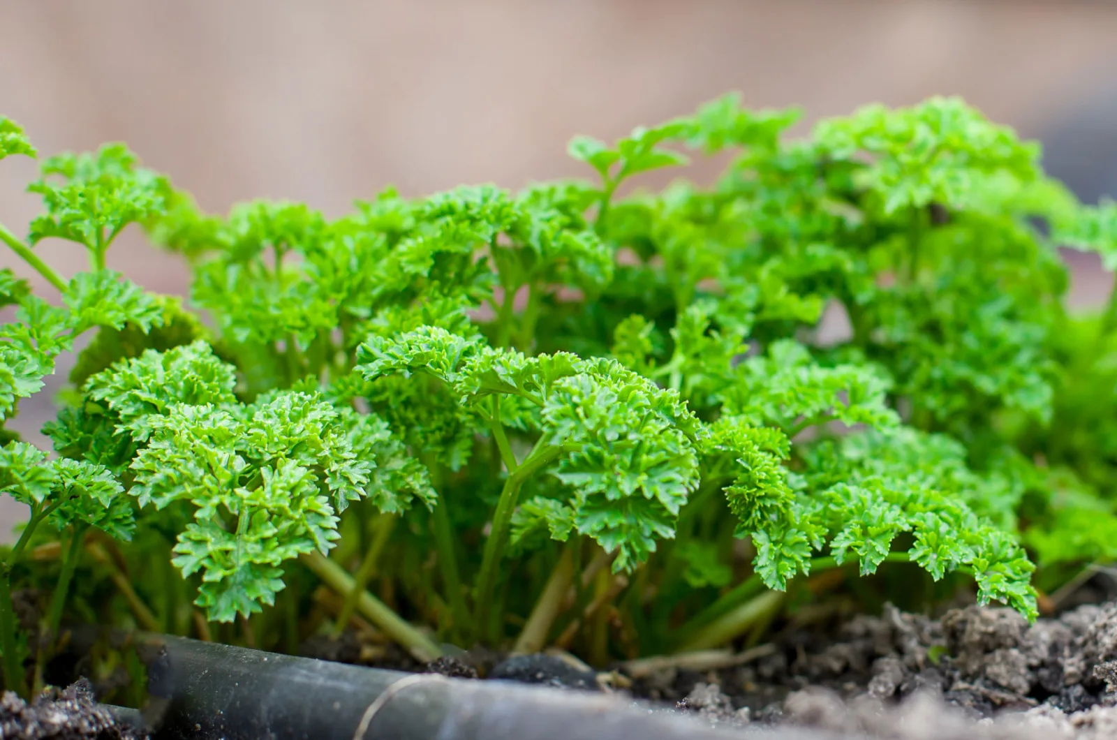11 Veggies That You Should Plant In January