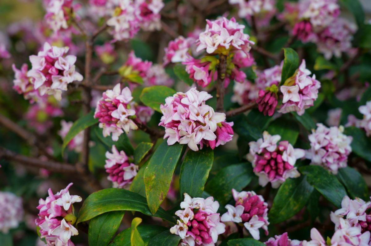 35 Easy-Care Flowering Bushes That Won’t Require Constant Attention