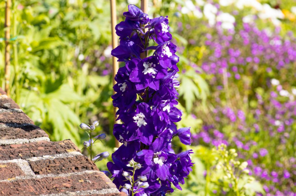 How To Grow And Care For Delphiniums