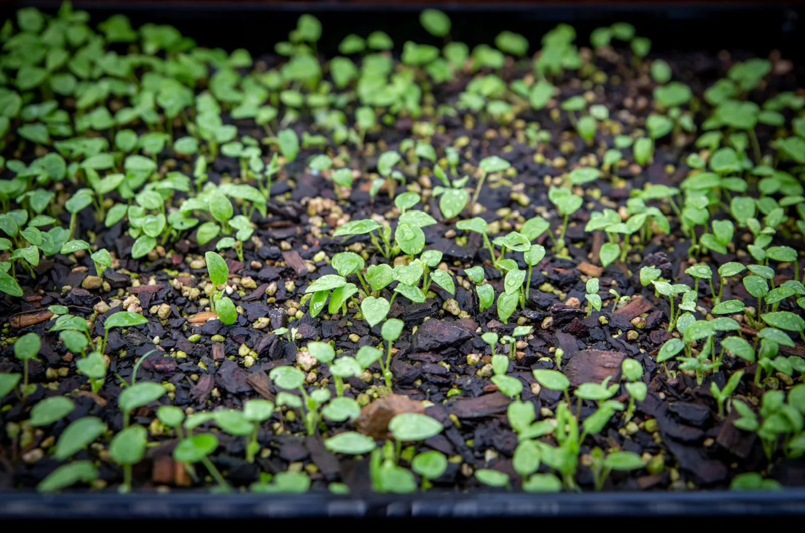 How To Grow And Care For Delphiniums
