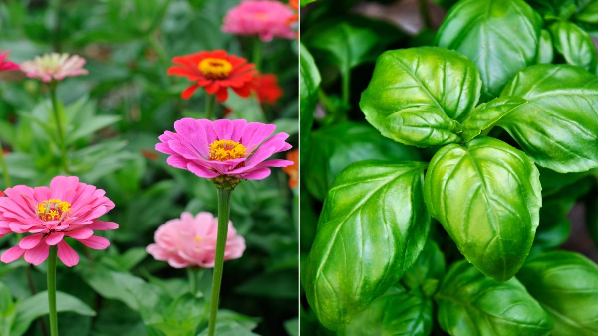 Grow This Herb Next To Zinnias And Watch The Wonders Happen