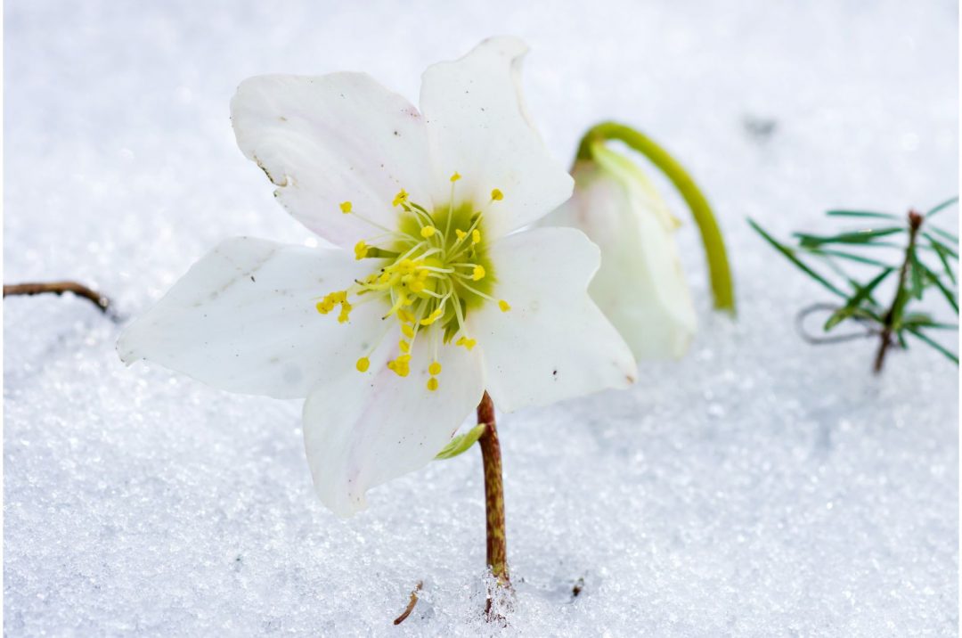9 Gorgeous Plants That Bloom In January