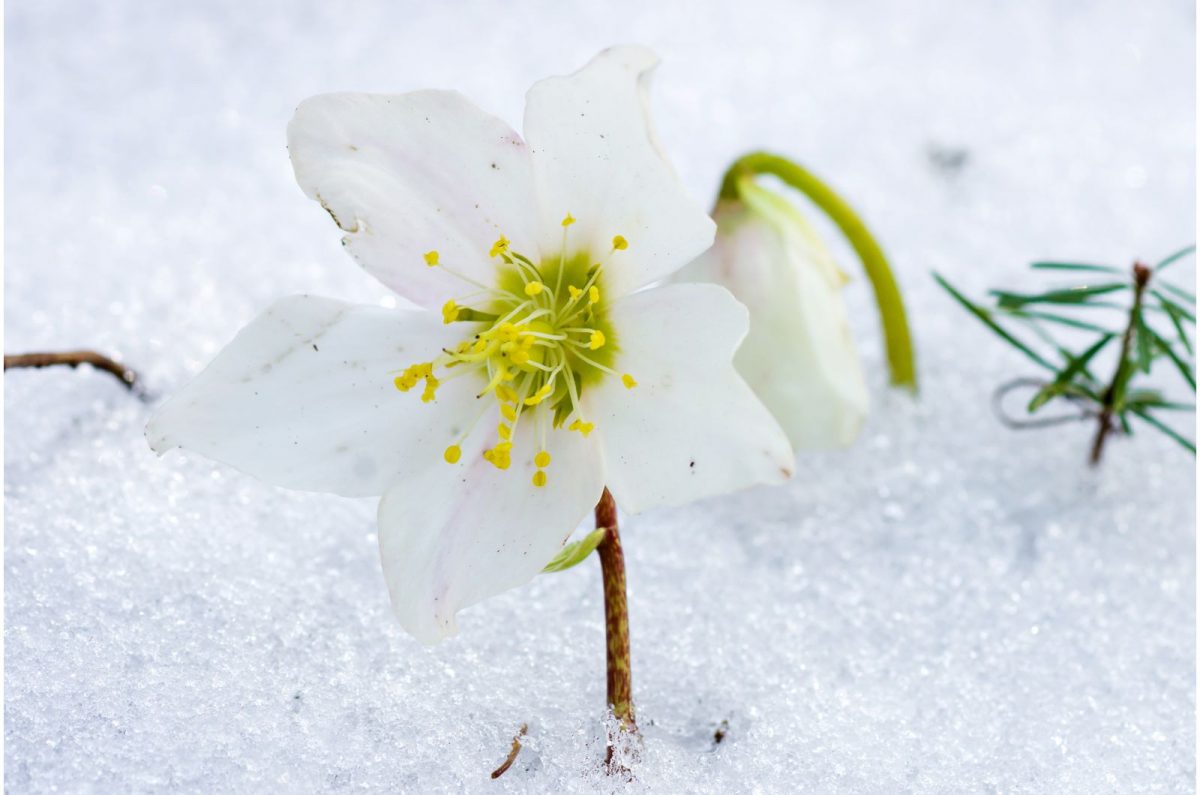 9 Gorgeous Plants That Bloom In January
