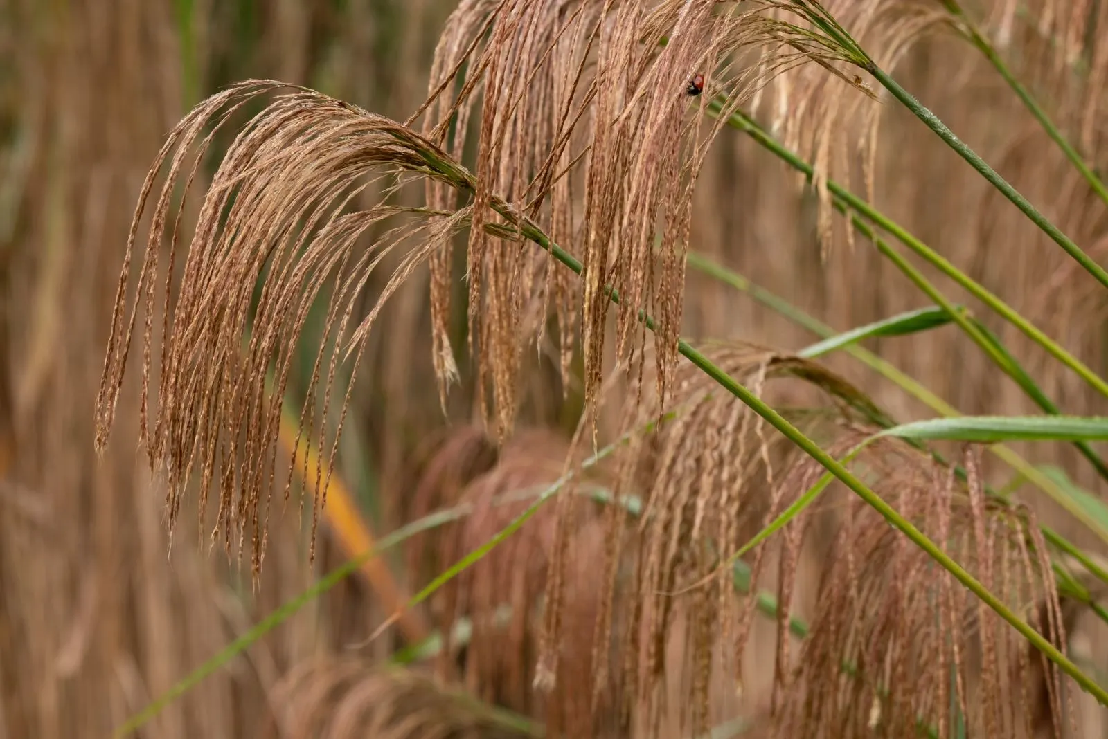9 Perfect Architectural Plants For Winter Gardens