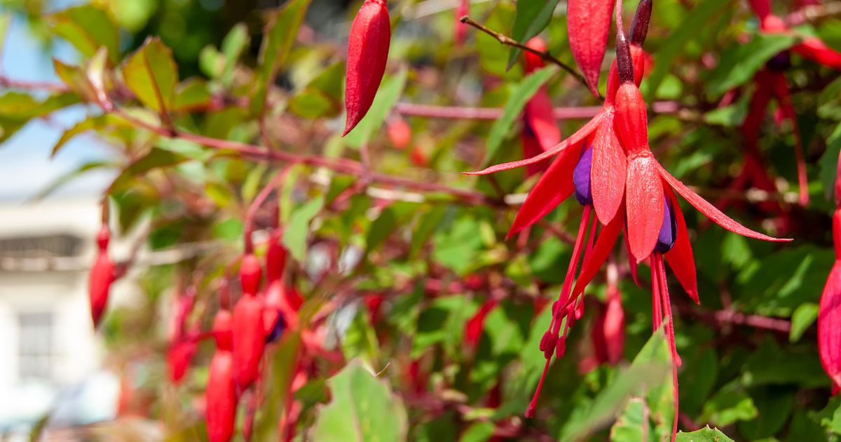 If You Want Colorful Blooms In Your Garden All Winter Long, Grow Hardy ...