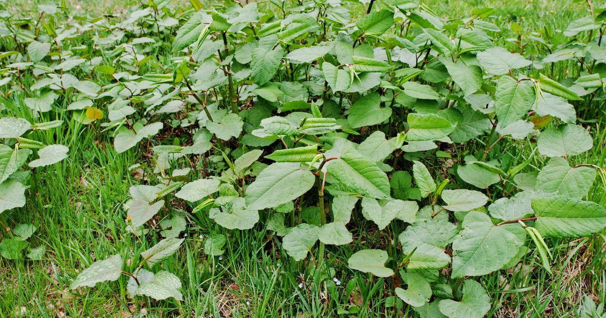 How To Grow Root Beer Plant