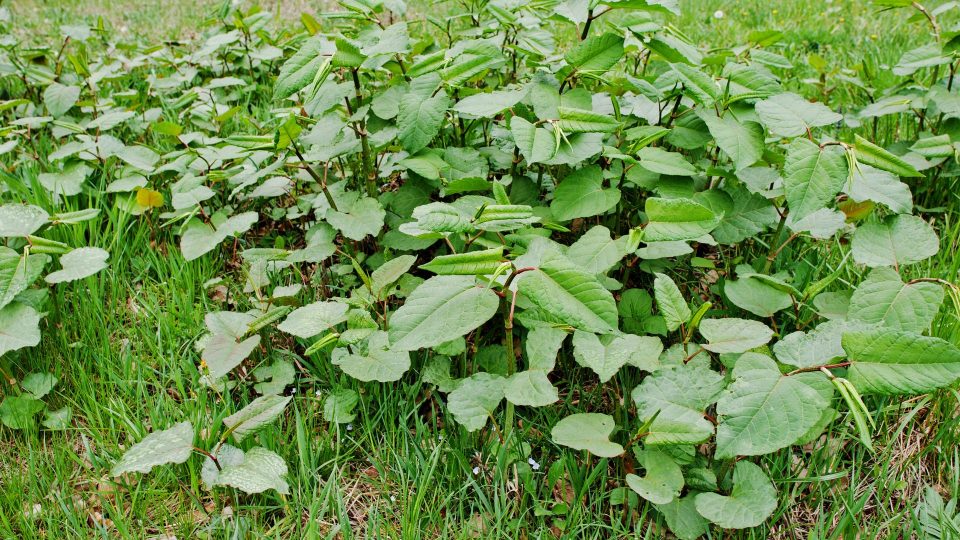 How To Grow Root Beer Plant