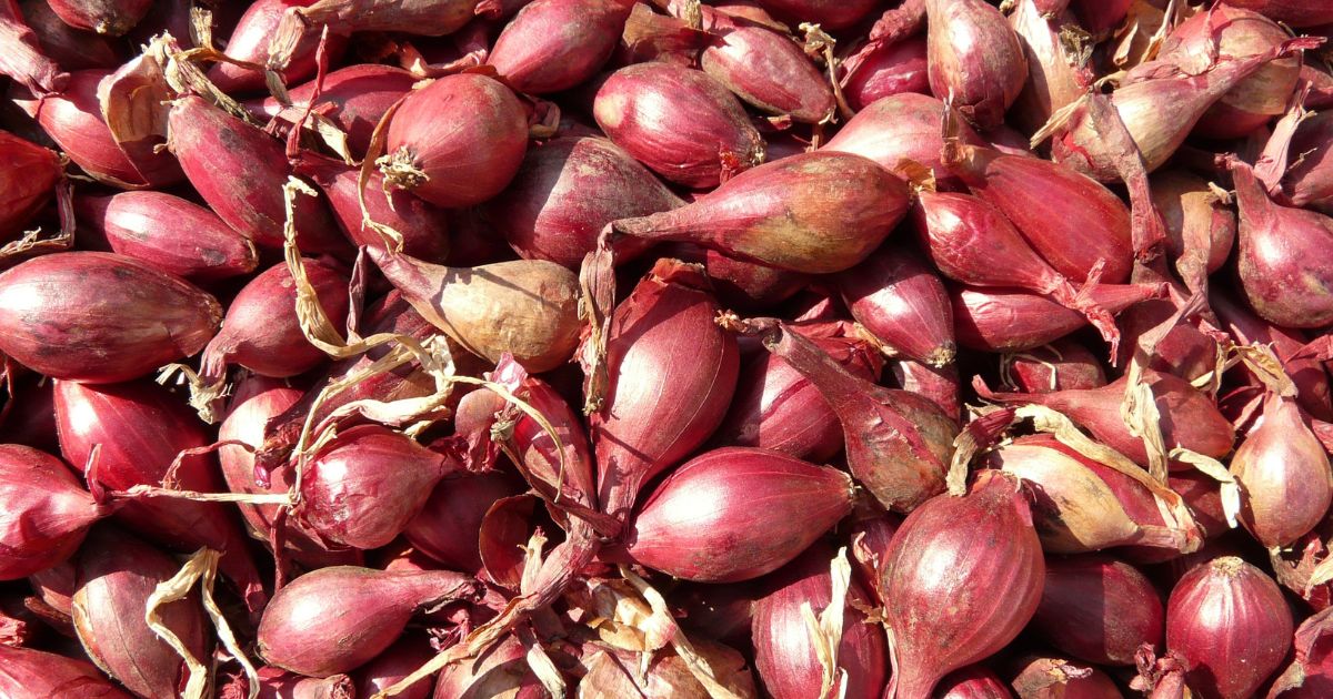 How To Grow Shallots From Sets And Seeds