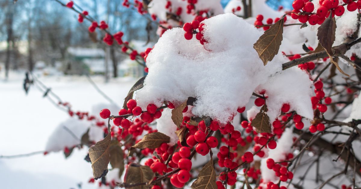How To Grow Winterberry Holly In Your Winter Garden