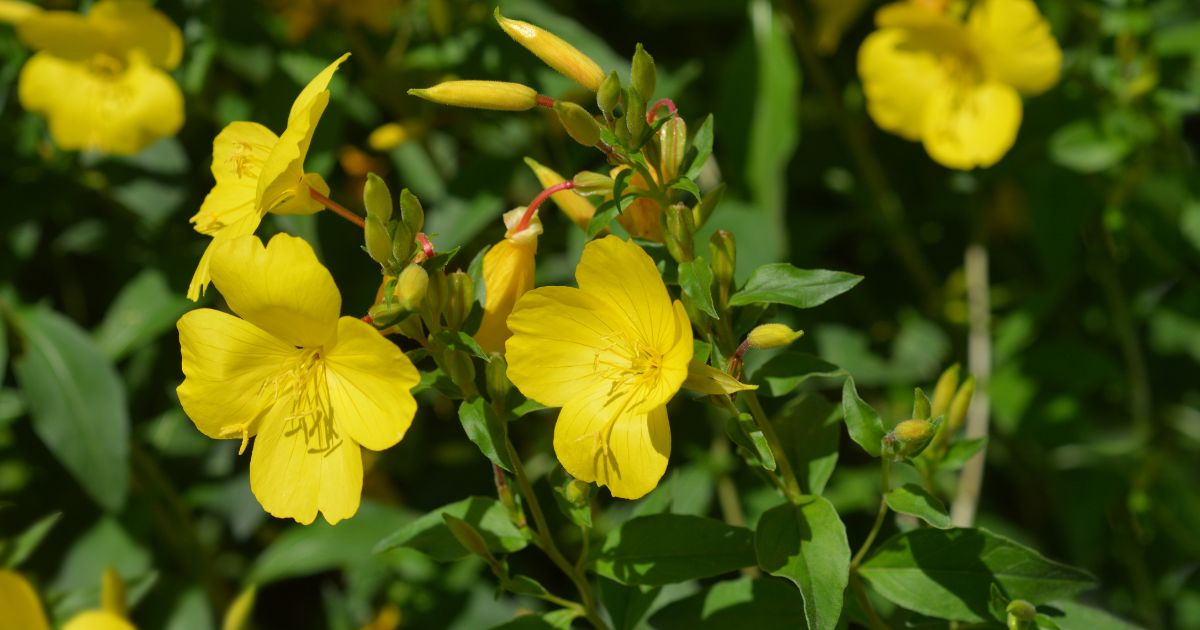 Get Started With Sundrops By Following These Easy Care Tips