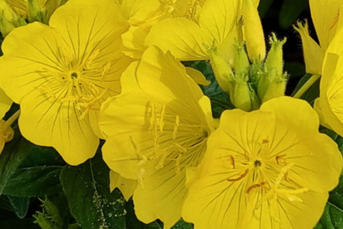 Get Started With Sundrops By Following These Easy Care Tips