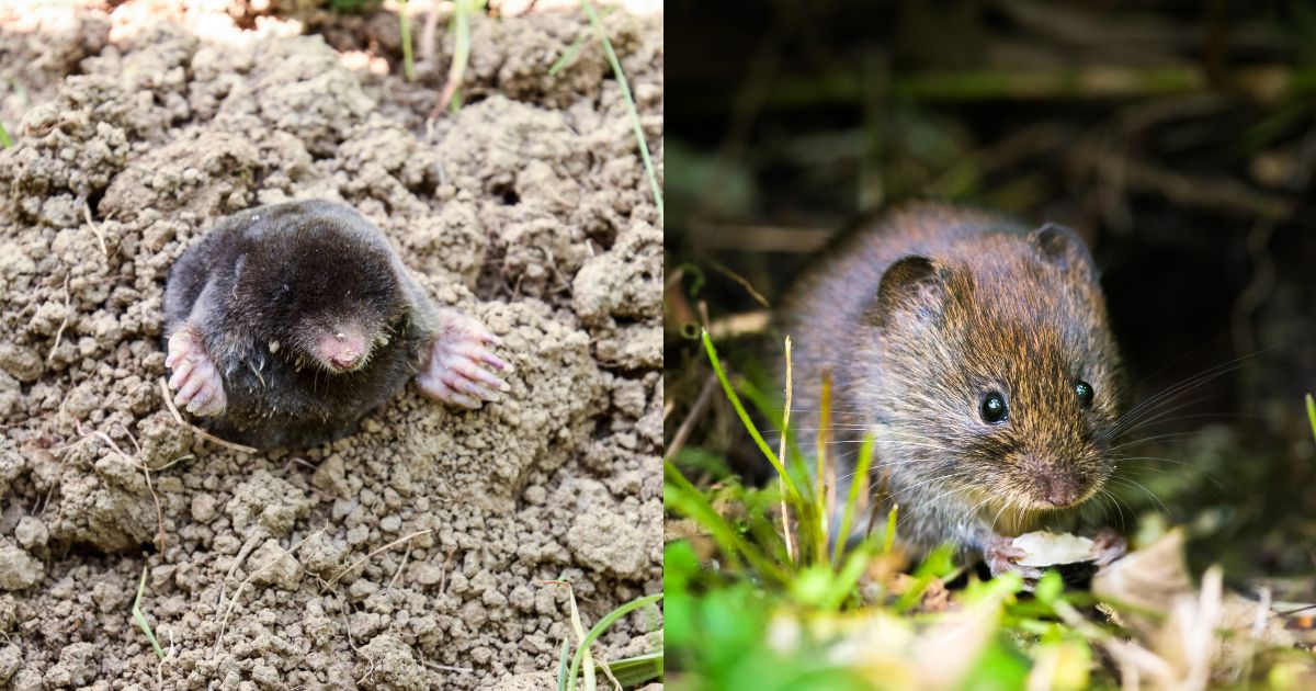 Moles vs Voles: How To Tell These Garden Pests Apart