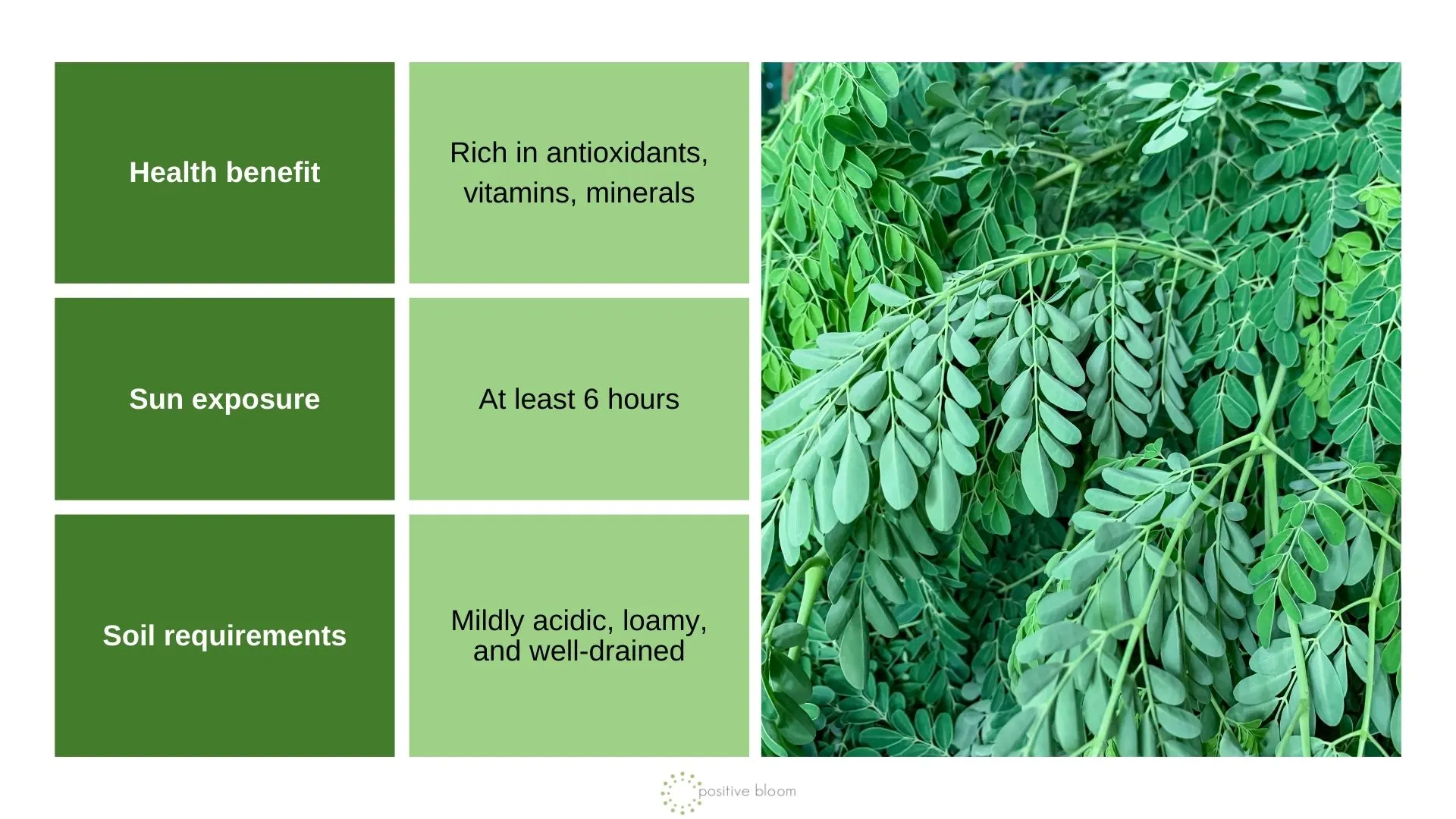 10 Healing Plants You Should Add To Your Home