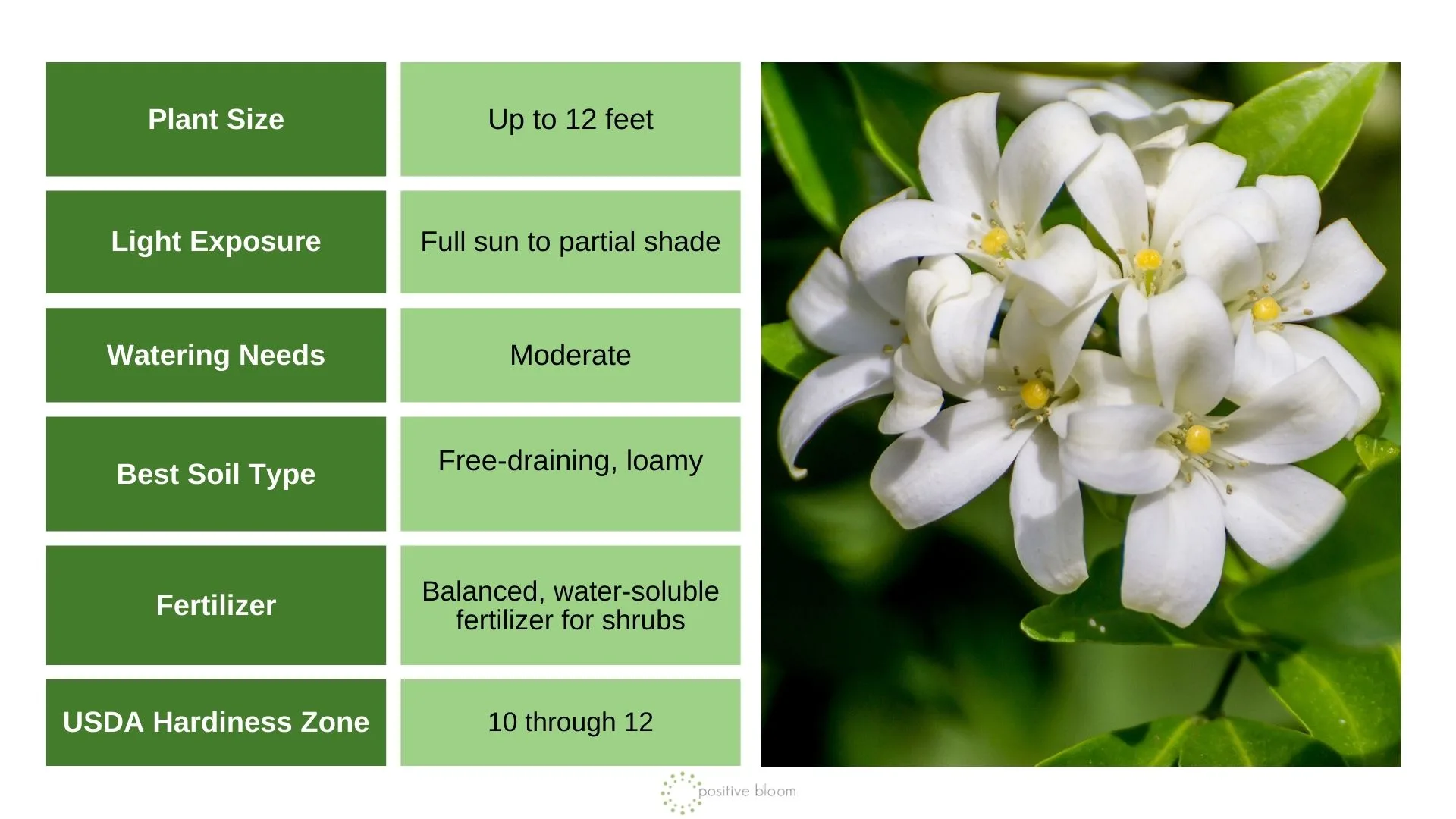 8 Best Smelling Houseplants To Transform Your Home Into A Scented Sanctuary