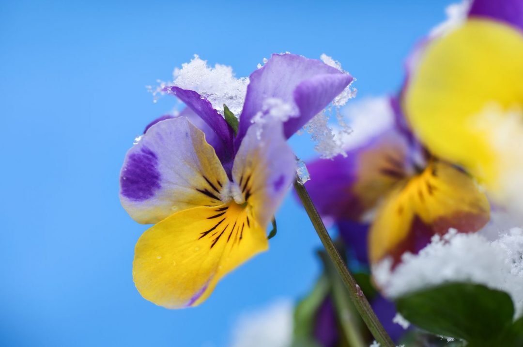 9 Gorgeous Plants That Bloom In January