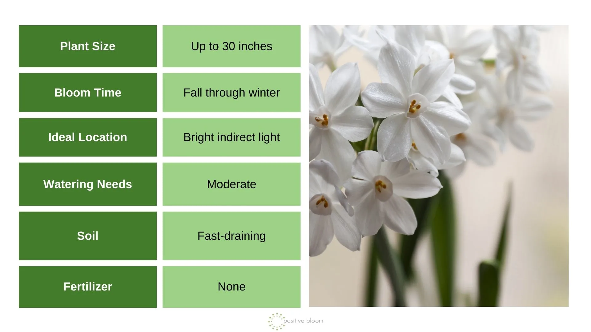 5 Best Indoor Winter Flowering Plants