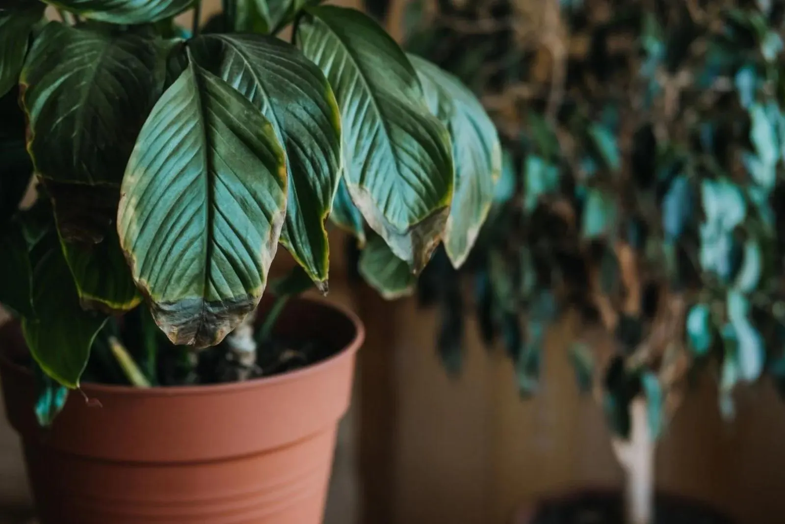 8 Main Reasons Why Peace Lily Leaves Are Turning Brown And How To Treat It