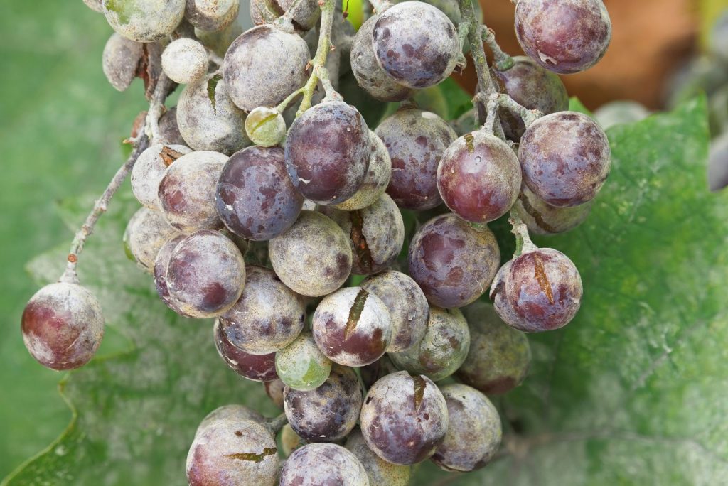 13 Common Garden Fungal Diseases And How To Treat Them