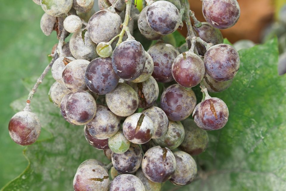 13 Common Garden Fungal Diseases And How To Treat Them