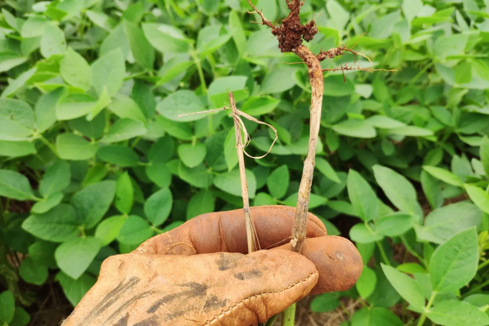 13 Common Garden Fungal Diseases And How To Treat Them