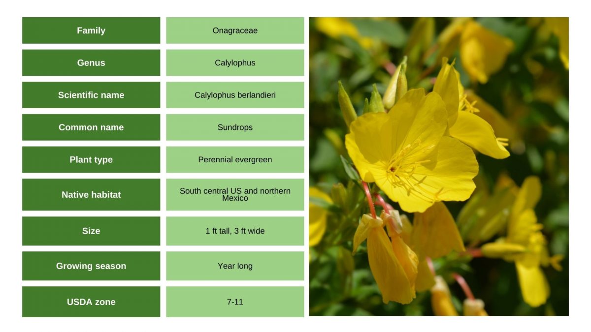 Get Started With Sundrops By Following These Easy Care Tips