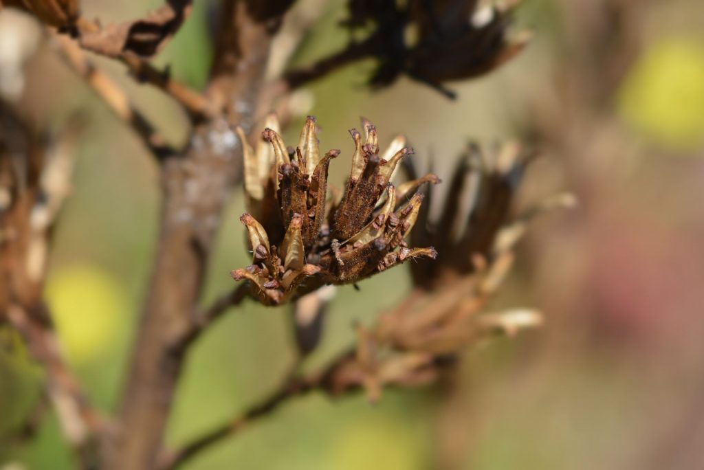 Get Started With Sundrops By Following These Easy Care Tips