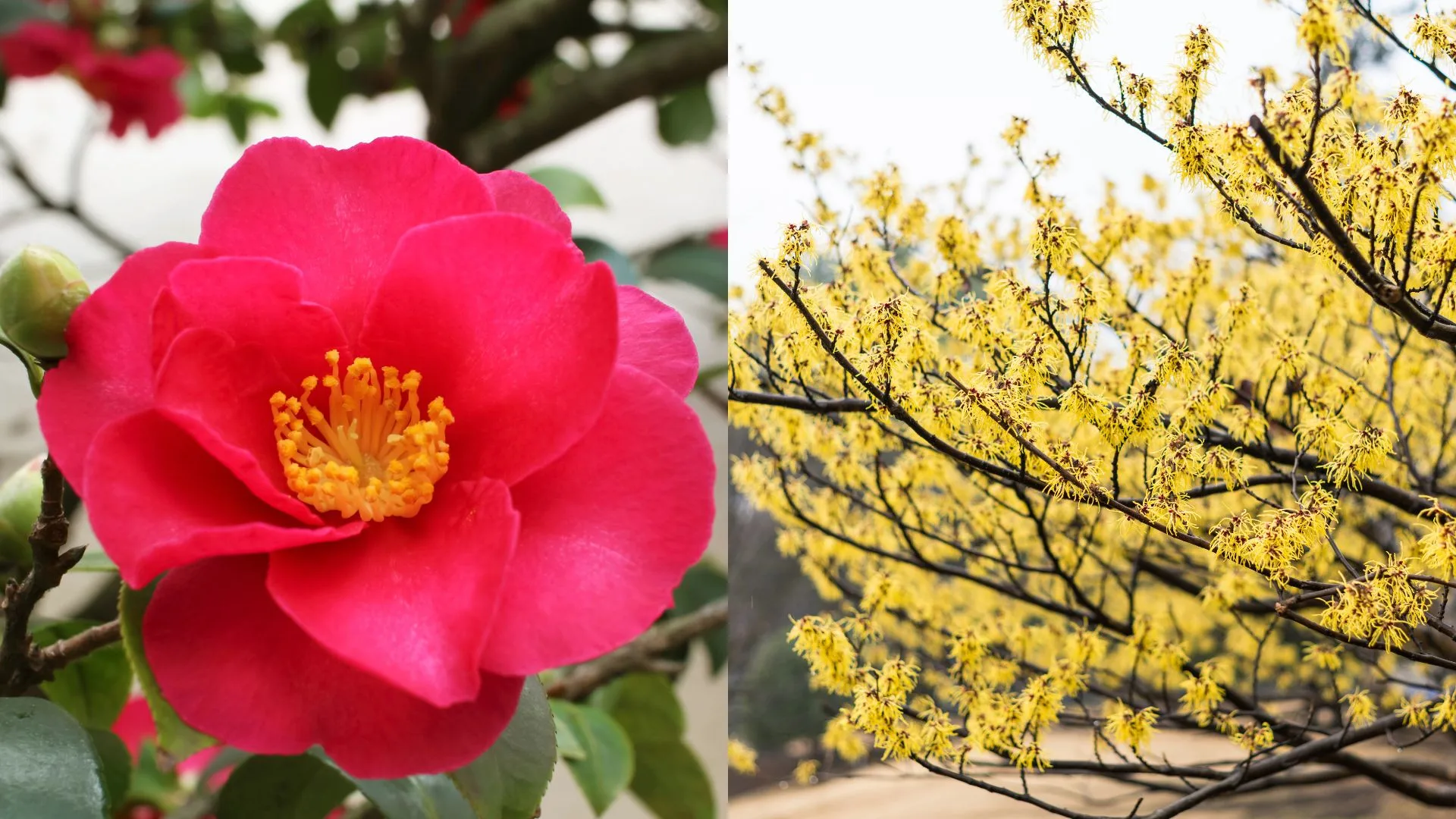 FLOWERING PLANTS - Positivebloom