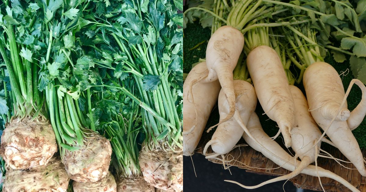 These Root Veggies Are Ready For Harvesting Just In Time For Christmas!