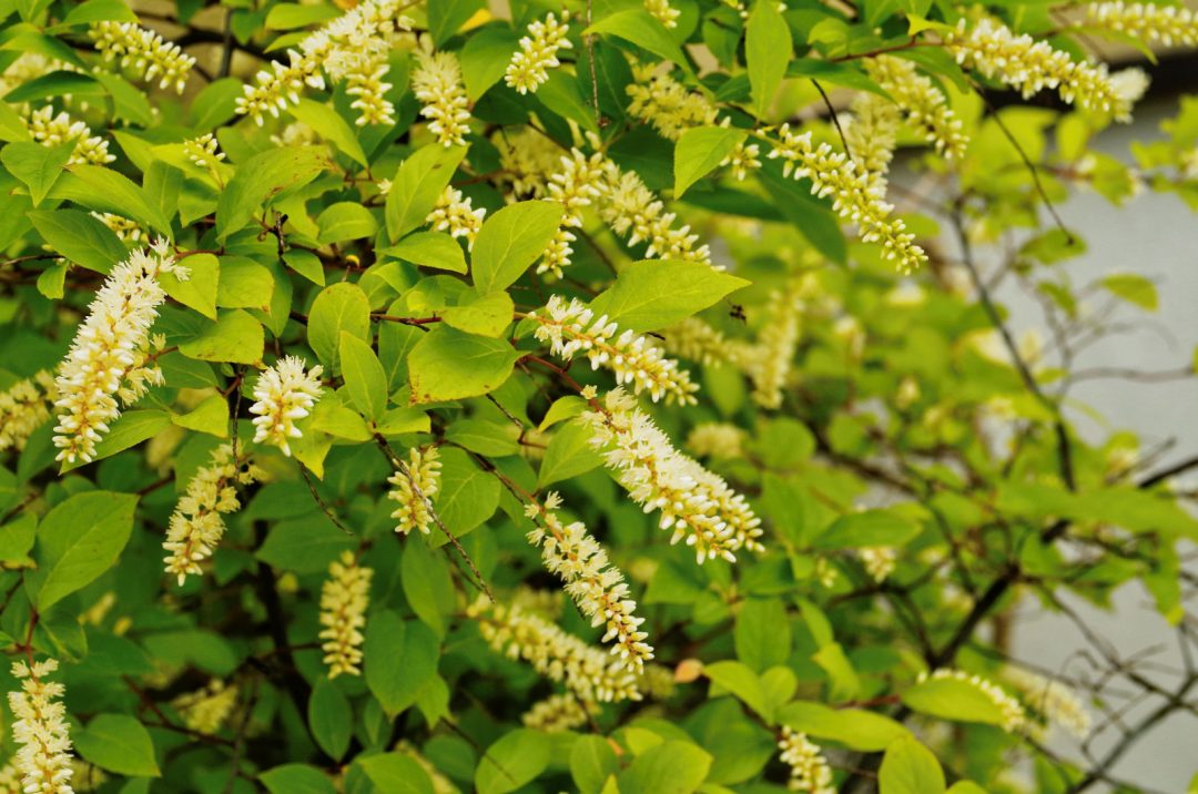 32 Hardy Perennials That Are Perfect for Hedges