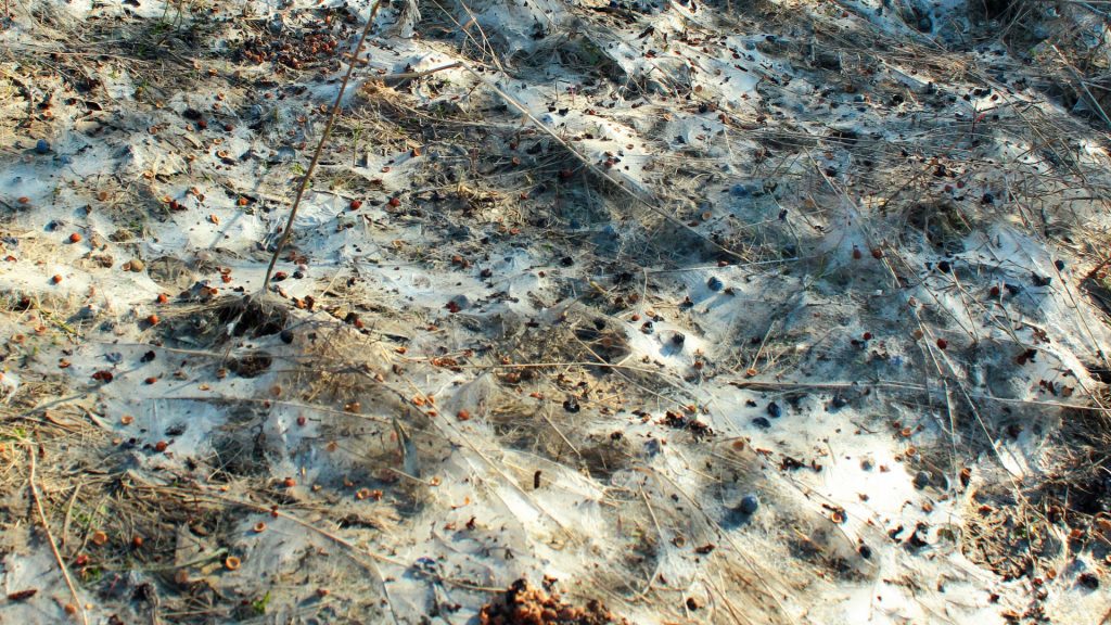 What Is Snow Mold + How To Prevent And Treat It