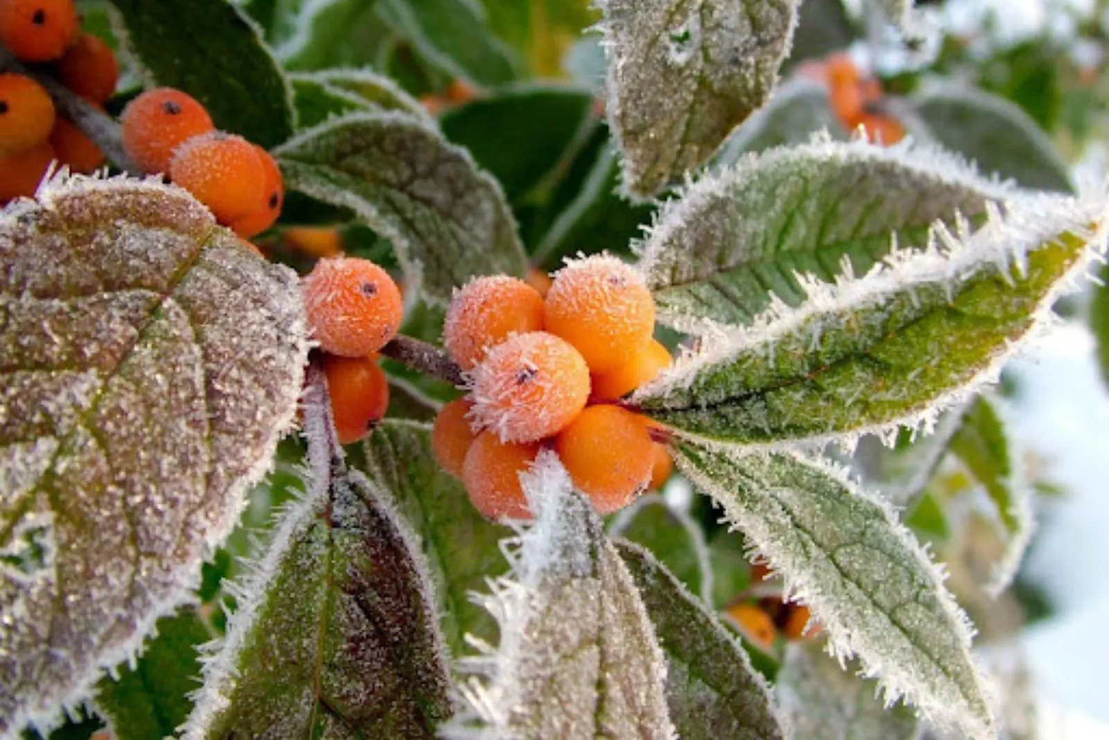 How To Grow Winterberry Holly In Your Winter Garden