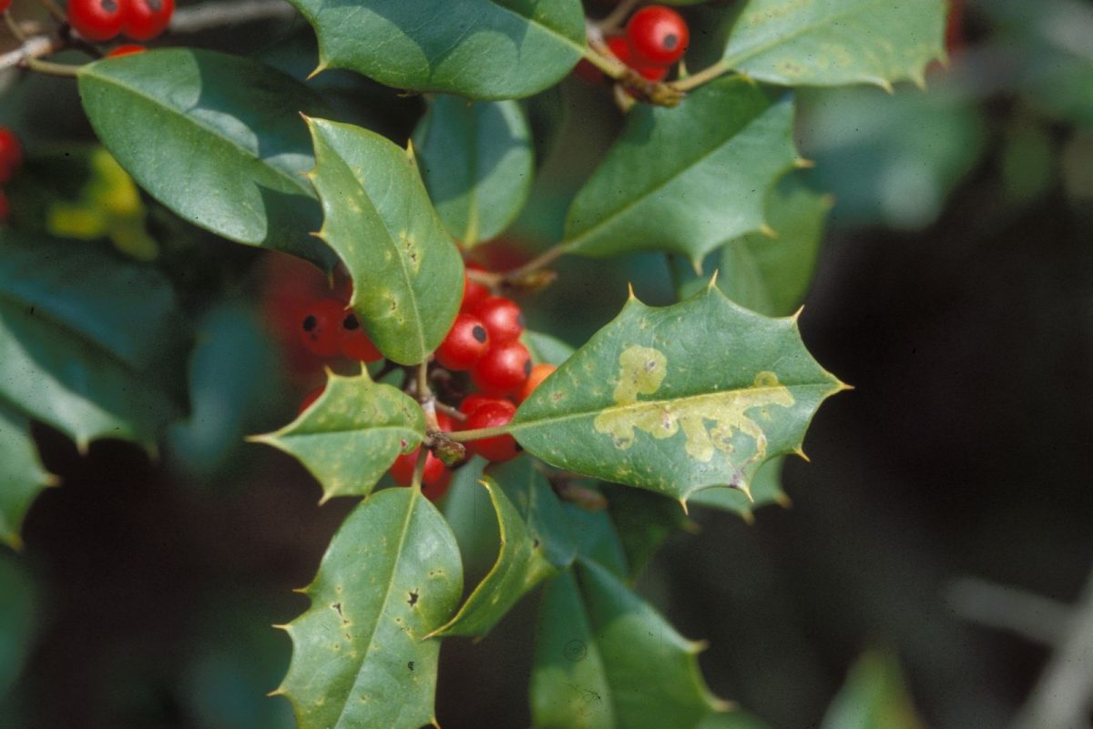 How To Grow Winterberry Holly In Your Winter Garden