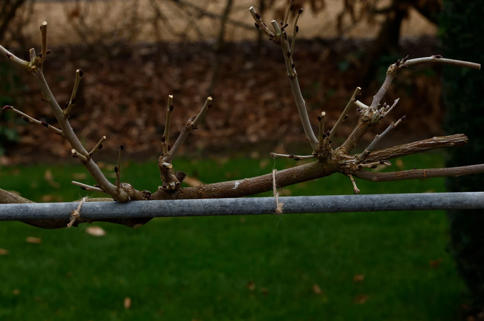 7 Plants You Need To Prune In December