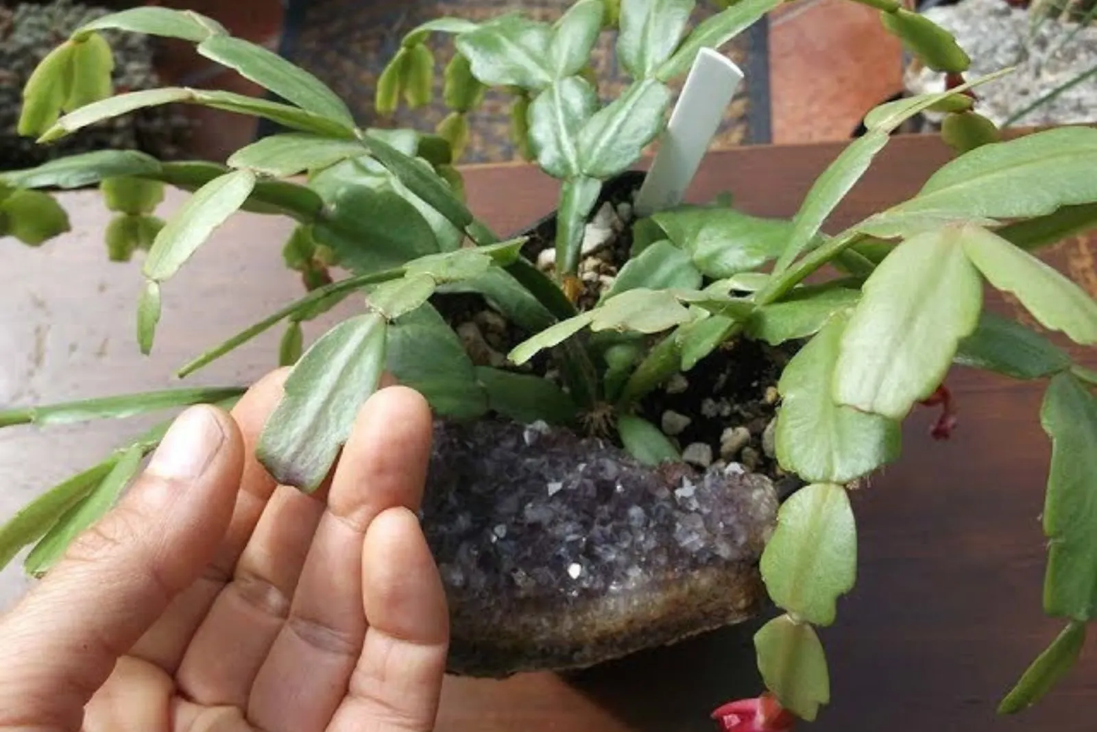 3 Reasons Why The Leaves On Your Christmas Cactus Are Turning Limp And ...
