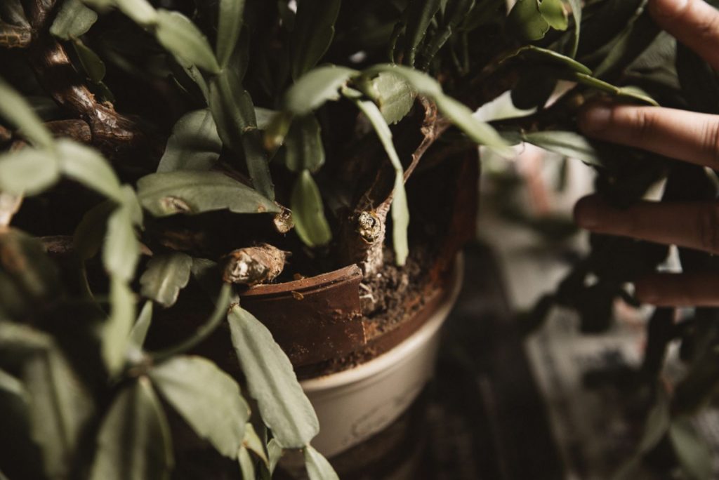 7 Reasons Why The Leaves On Your Christmas Cactus Are Turning Limp And ...