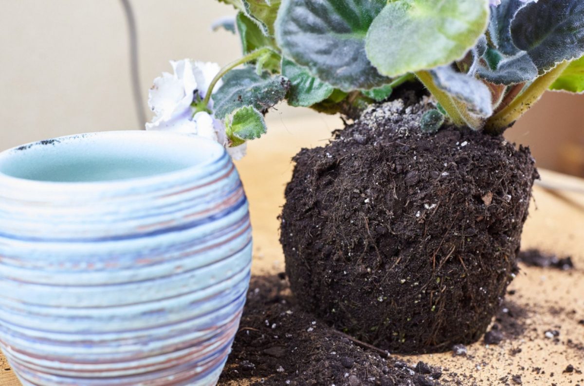 11 Simple Steps For Repotting African Violets For More Blossoms
