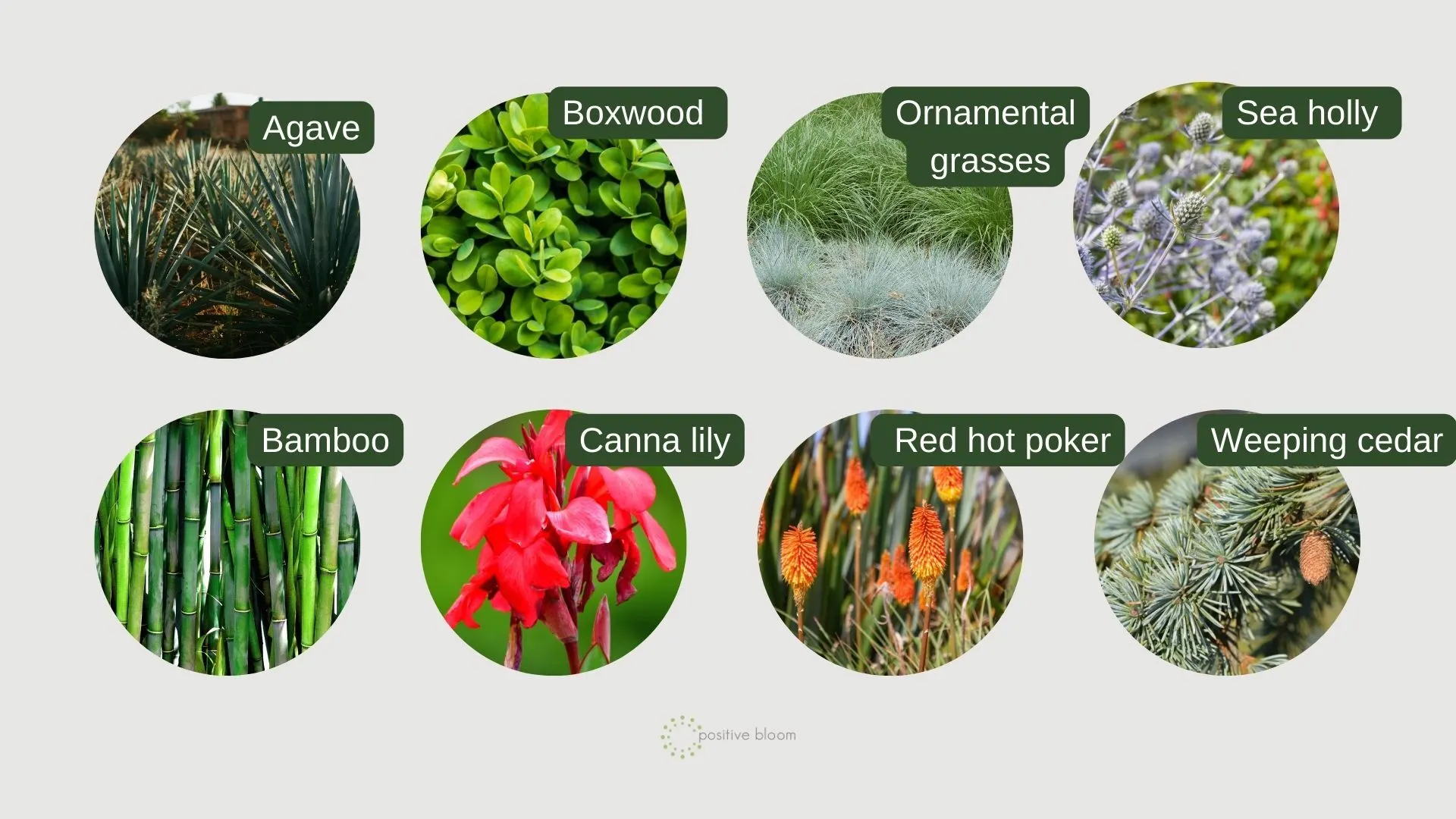 9 Perfect Architectural Plants For Winter Gardens